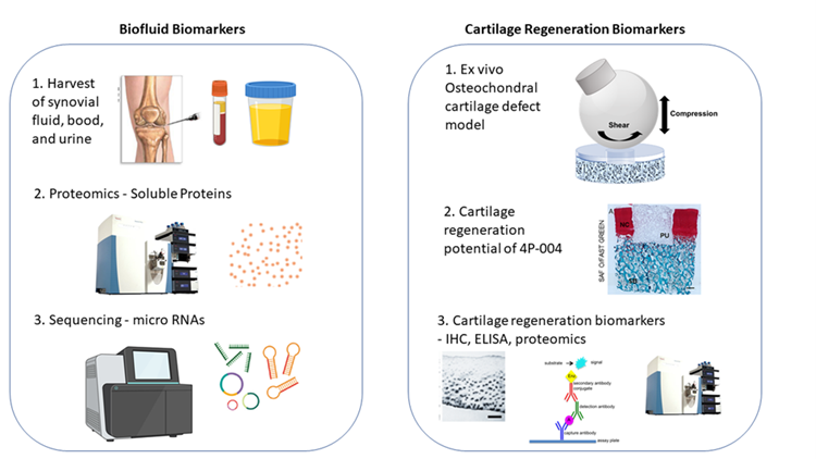 Life changing therapy for osteo-arthritis patients: a biomarker lead ...