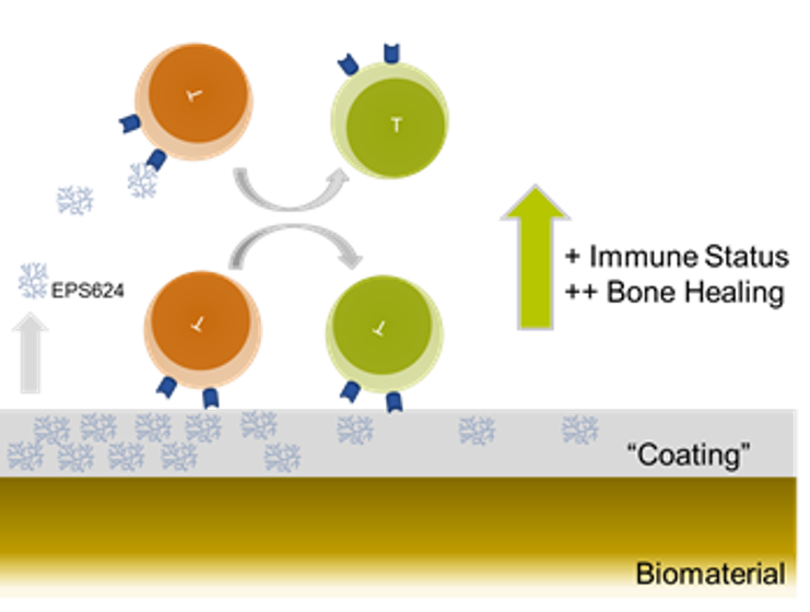 Exopolysaccharide coated material surfaces modulating fracture immune ...