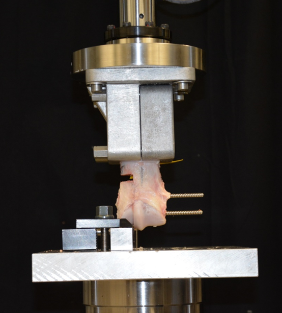 Biomechanical effects of different cortex screw head sizes in equine ...