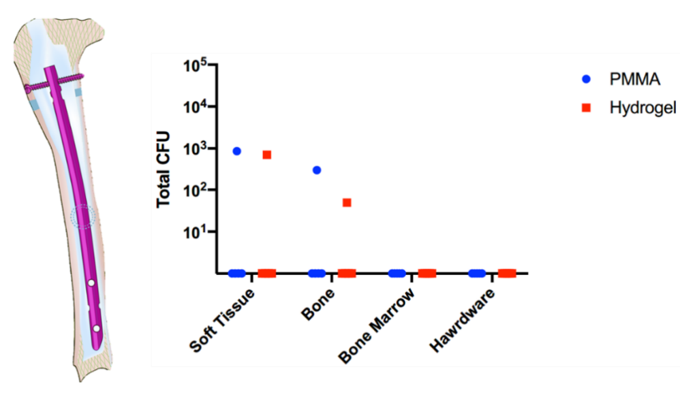 MRSA infection in a large animal model: direct re-nailing with local ...