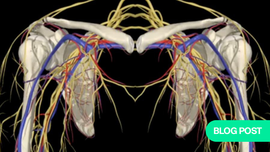 Why proximal humeral fixation often fails: understanding the key ...