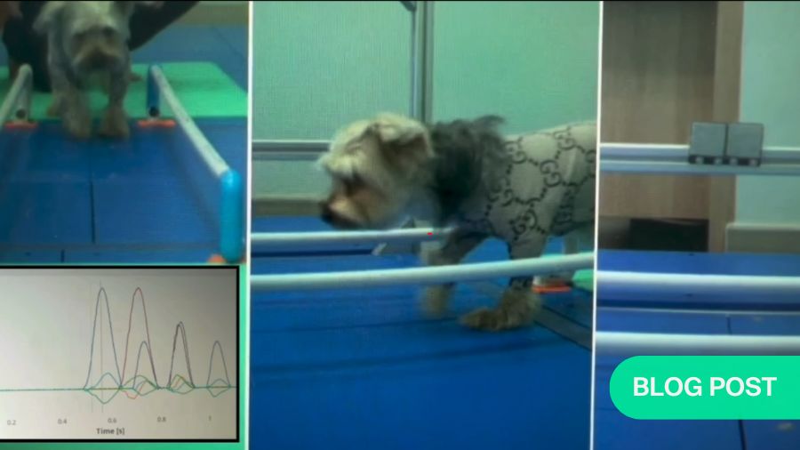 Lameness in dogs: objective gait analysis for recovery