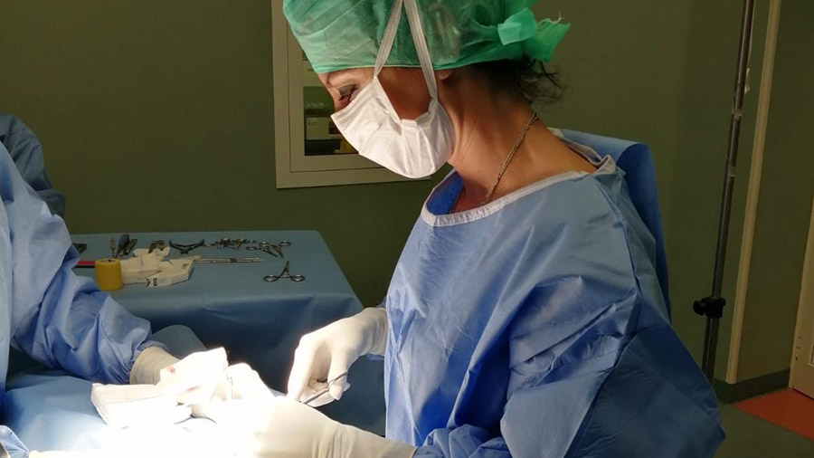 AO VET faculty member Lisa Adele Piras recounts her professional ...