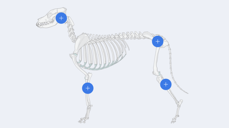 AO Surgery Reference's new dog humeral shaft fracture module